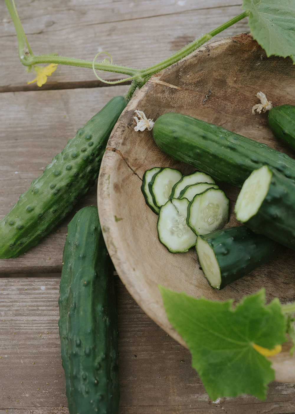 Apprendre à cultiver des concombres - L'atelier de jardinage – Florea ...