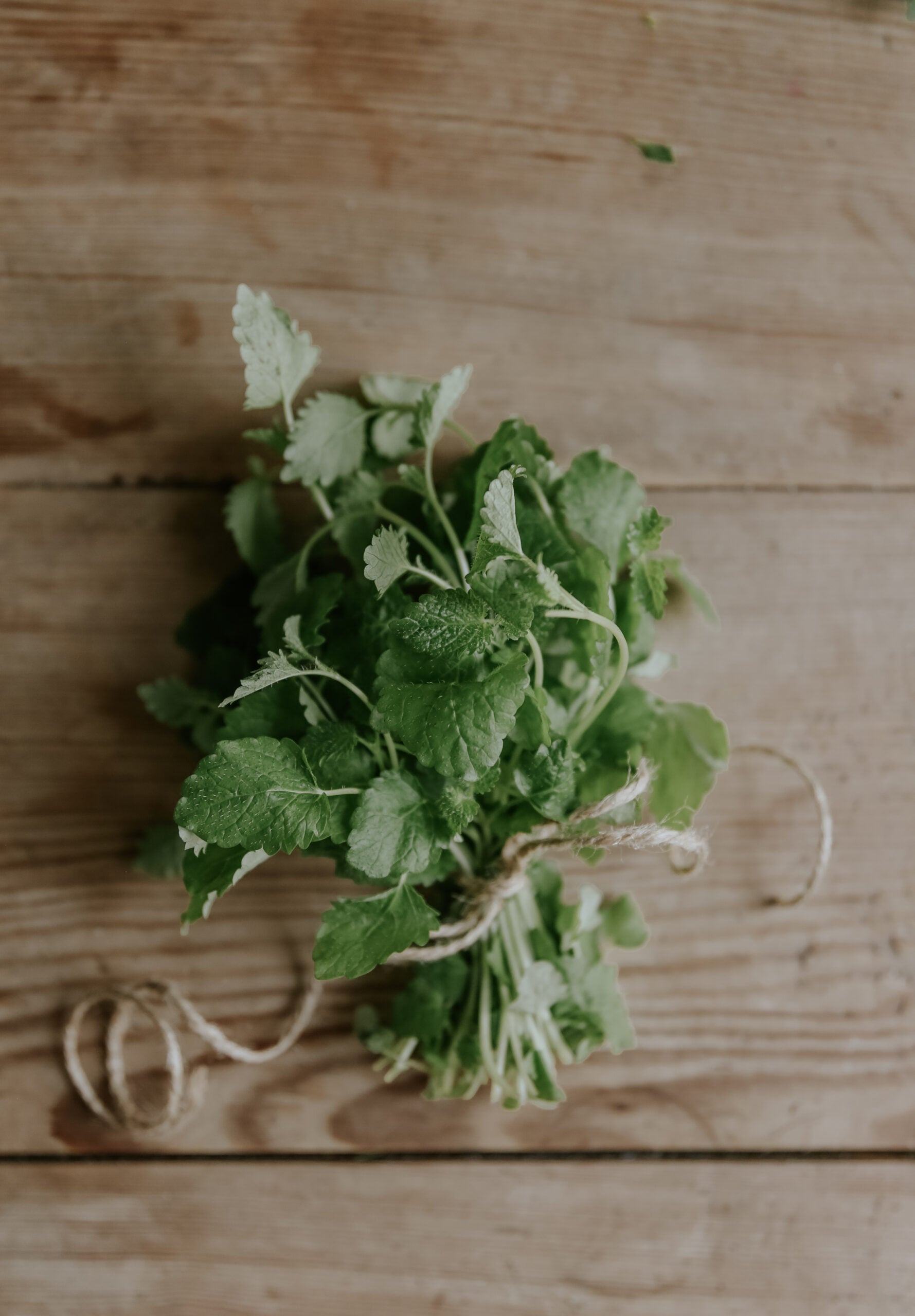 Learn to Grow Lemon Balm - The Gardening School – Florea Garden