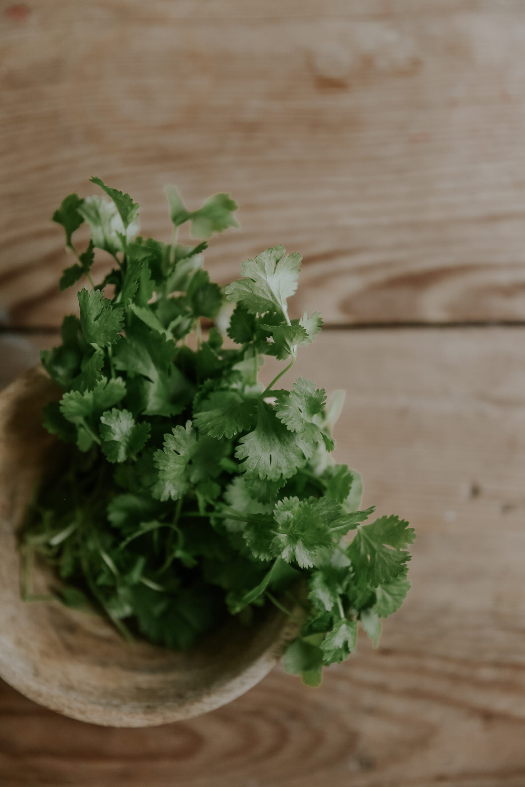 Apprenez à cultiver la coriandre - L'atelier de jardinage – Florea Garden