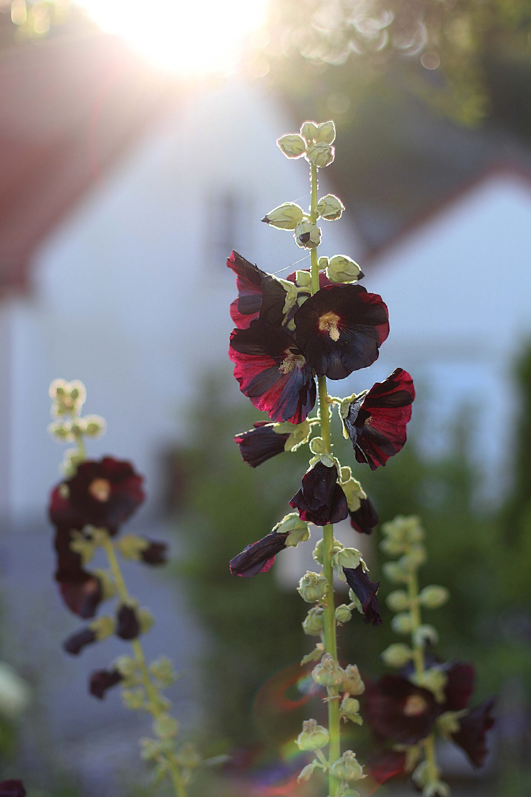 Lär dig Odla Stockros - Odlingsskolan – Florea Garden