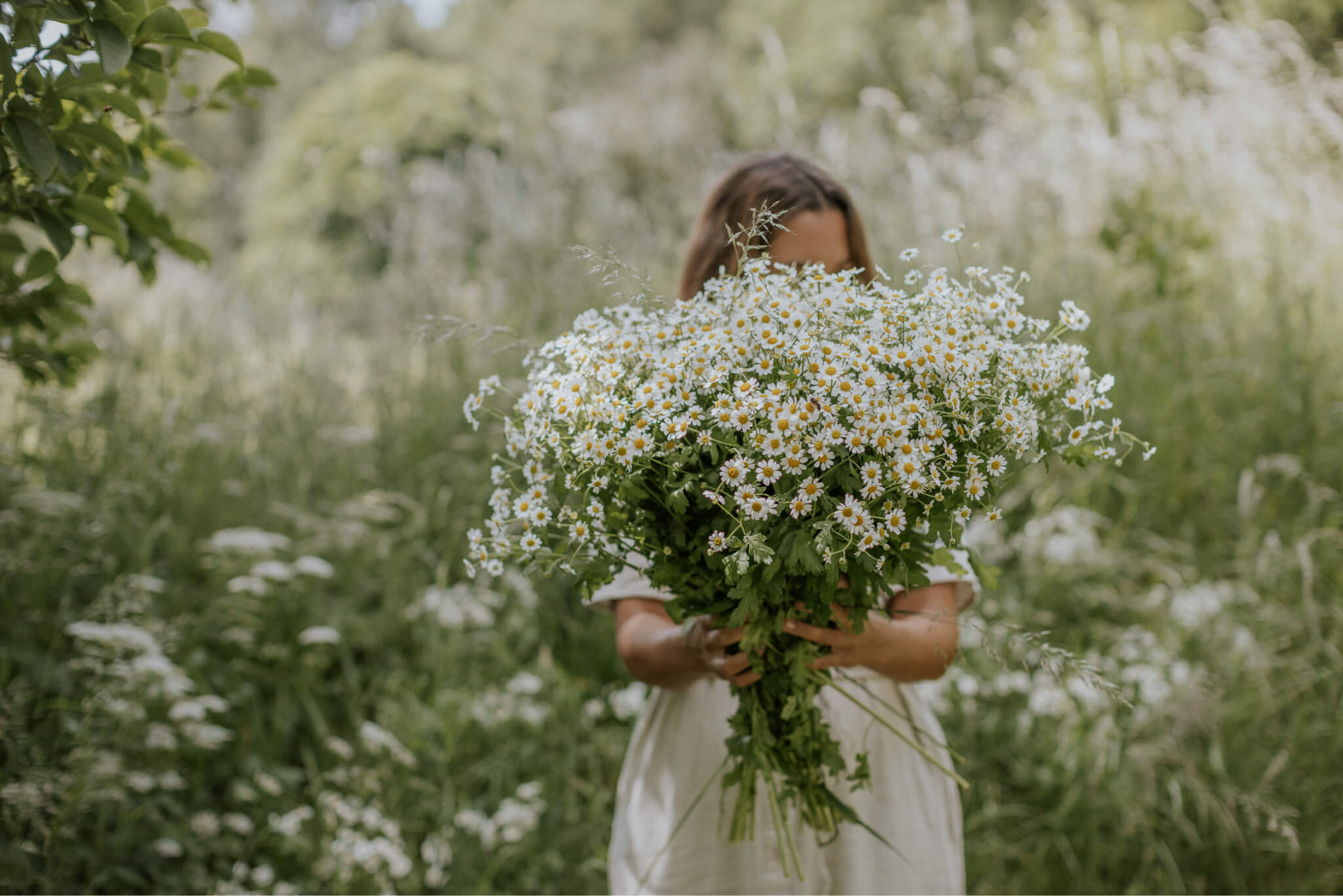 Fröer till kamomill - köp kryddfröer online – Florea Garden