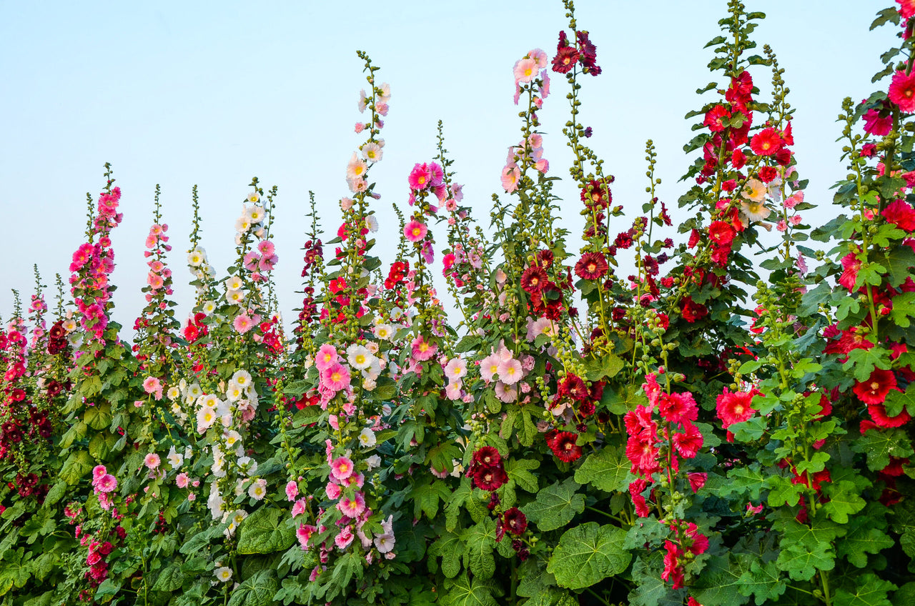 Fröer till stockros - köp blomfröer online – Florea Garden