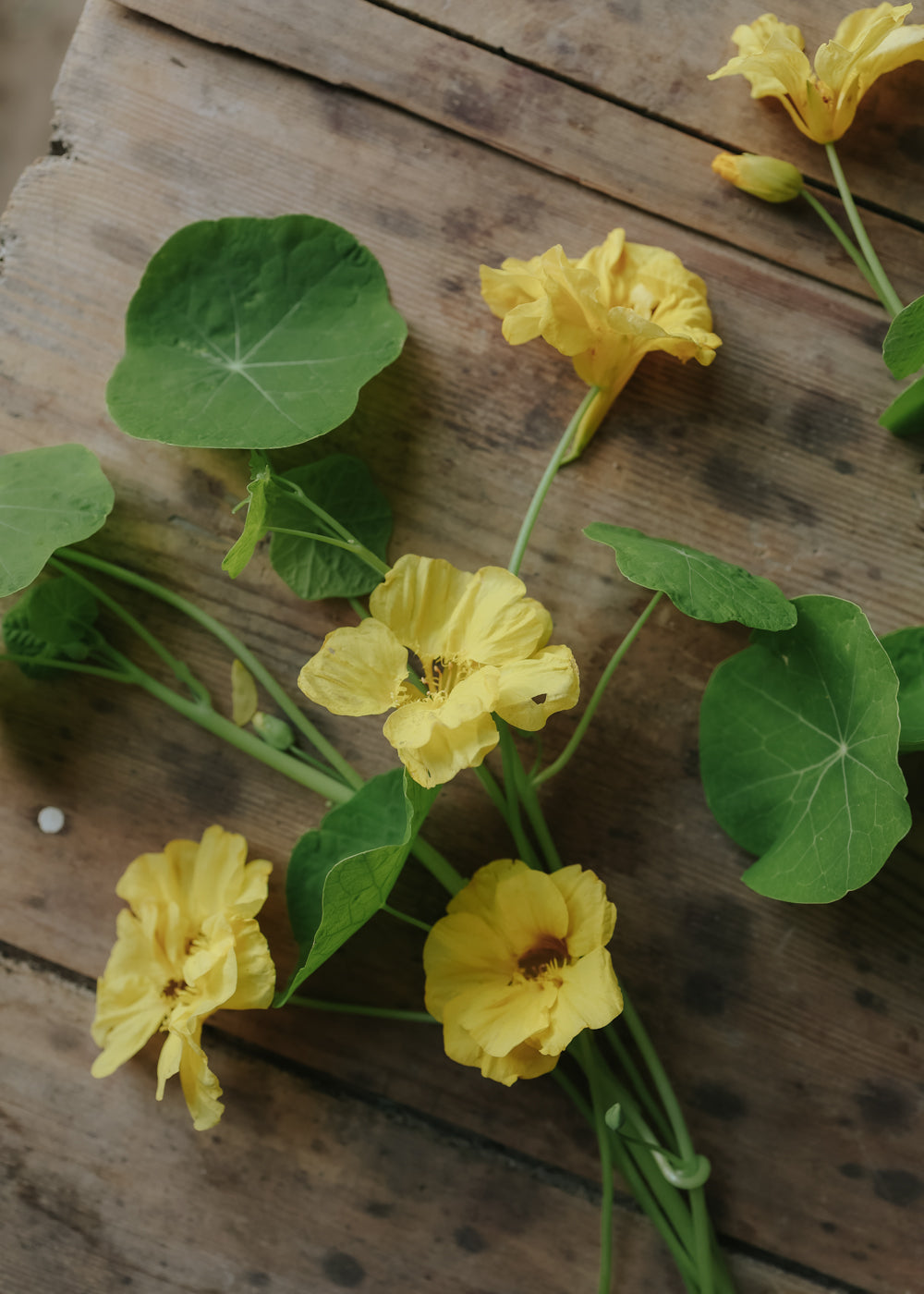 Graines Capucine - Whirlybird Cream - acheter des graines en ligne ...