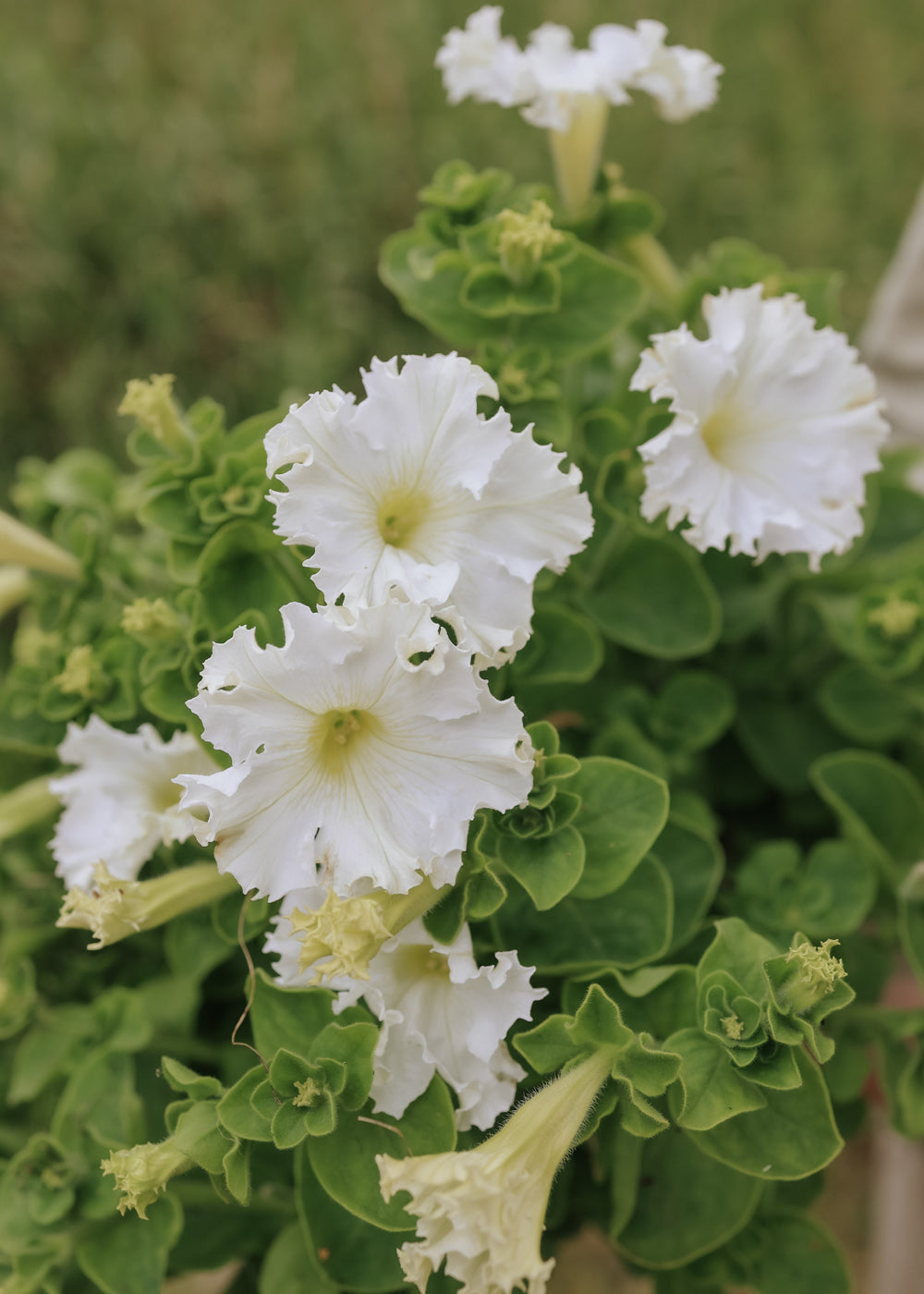 Petunie Samen - White Double F1 - Samen online kaufen – Florea Garden