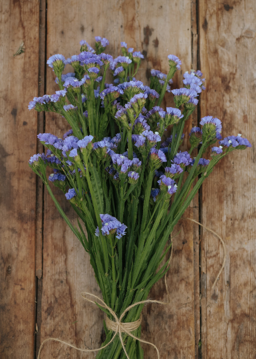 Statice seeds - Qis Pale Blue - buy seeds online – Florea Garden