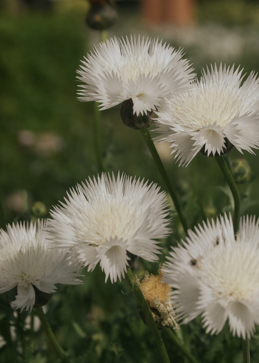 Sweet Sultan seeds - The Bride - buy seeds online – Florea Garden