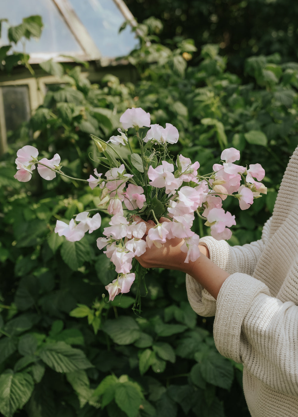 Duftwicke Samen - Spring-Sunshine-Blush - Samen online kaufen – Florea ...