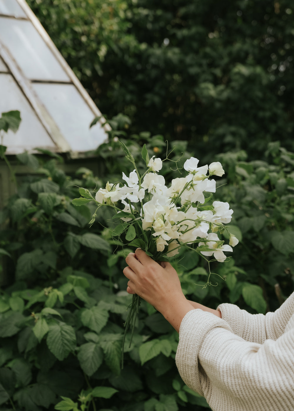 Duftwicke Samen - Spring Sunshine Cream - Samen online kaufen – Florea ...