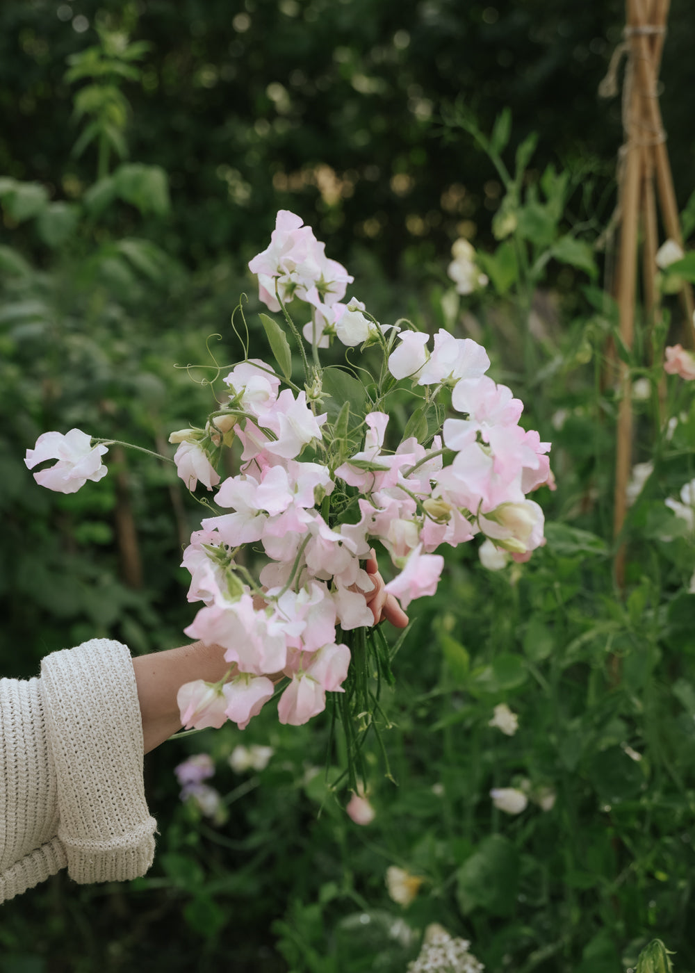 Duftwicke Samen - Spring-Sunshine-Blush - Samen online kaufen – Florea ...