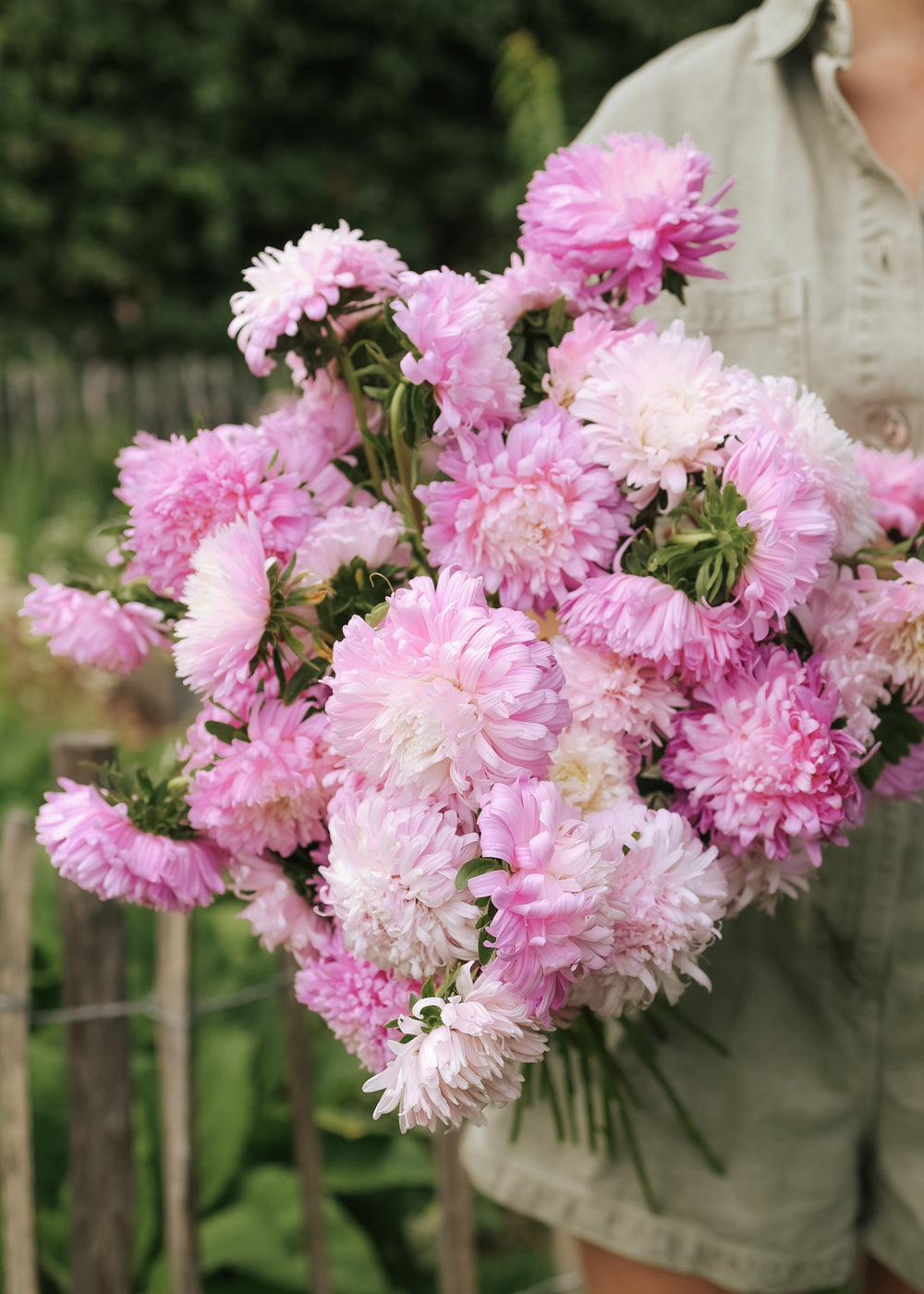 Fröer Aster - King Size Appleblossom - köp fröer online – Florea Garden