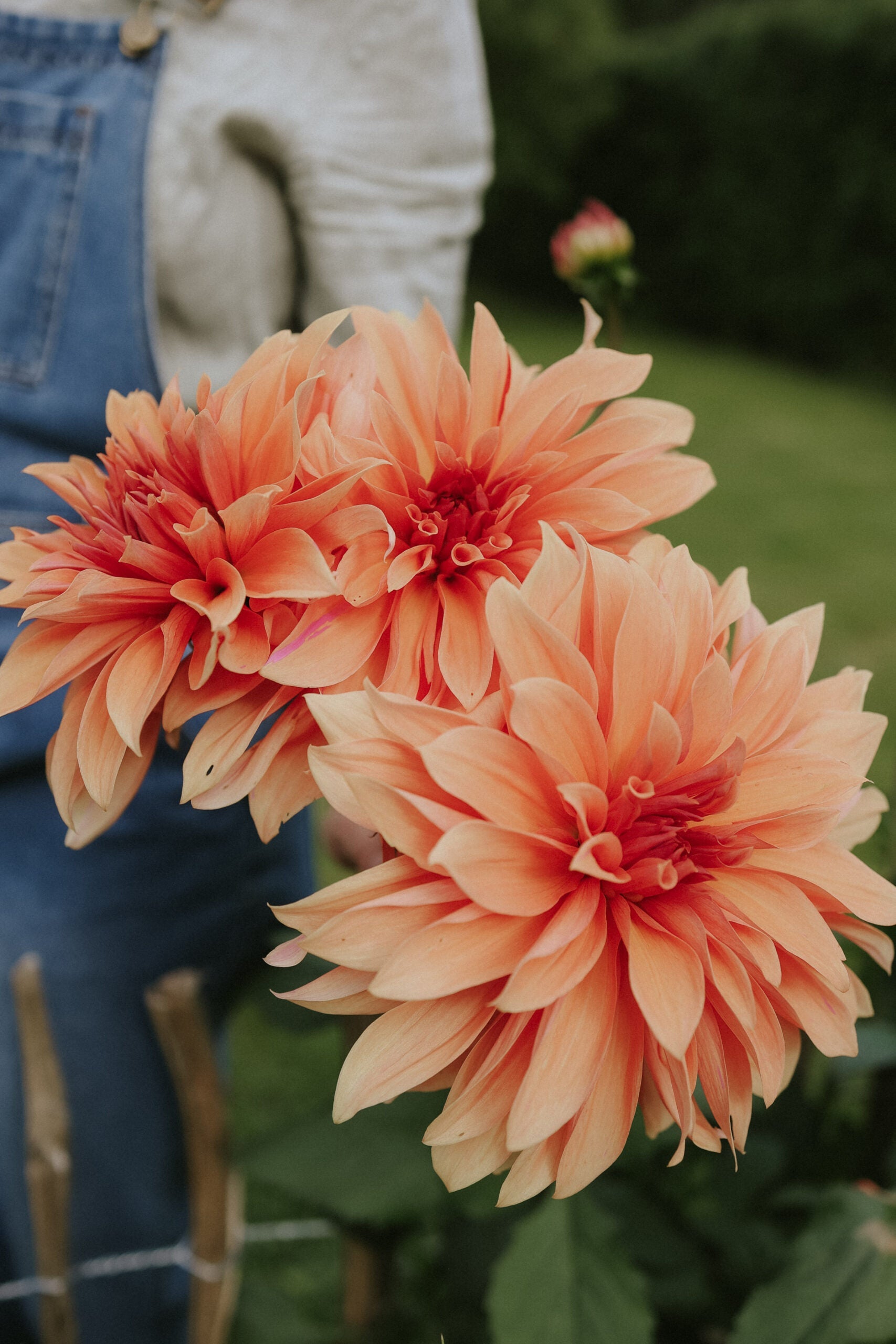 Dahlia - Babylon Bronze - Buy tubers online – Florea Garden