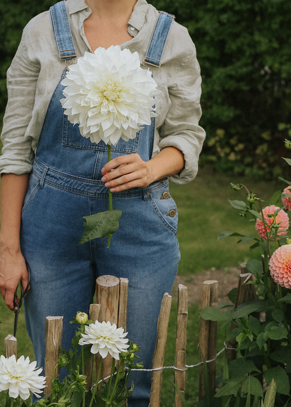 Dahlia - Fleurel - Buy tubers online – Florea Garden