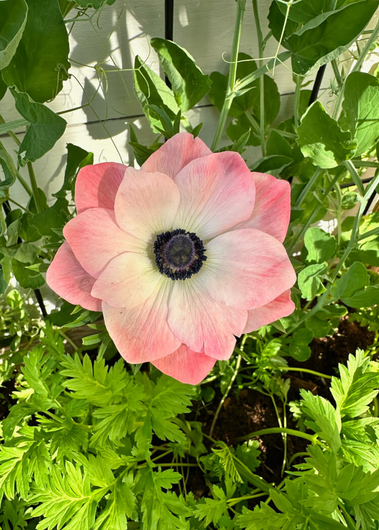 Köp knölar för Anemon - Mistral Rosa Chiaro - köp anemoner online ...