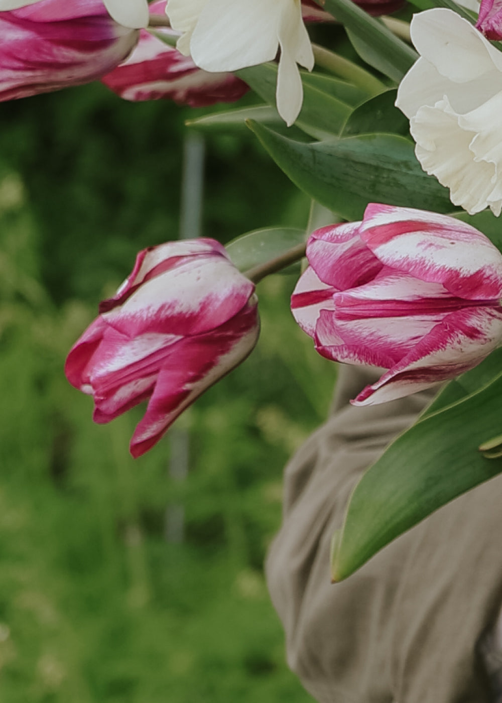 Tulip - Ohio | Shop bulbs online – Florea Garden