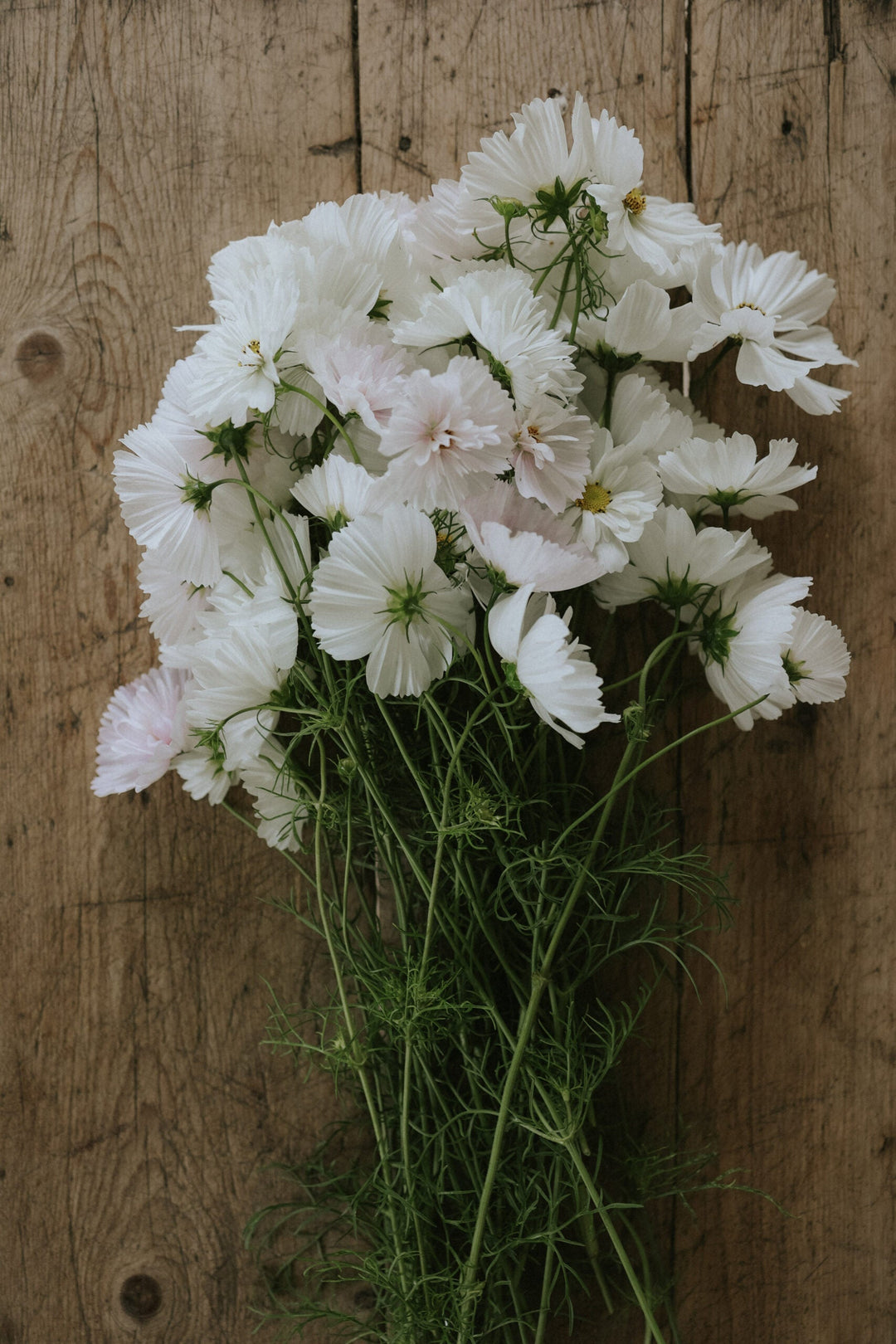 Graines Cosmos - Fizzy White - acheter des graines en ligne – Florea Garden