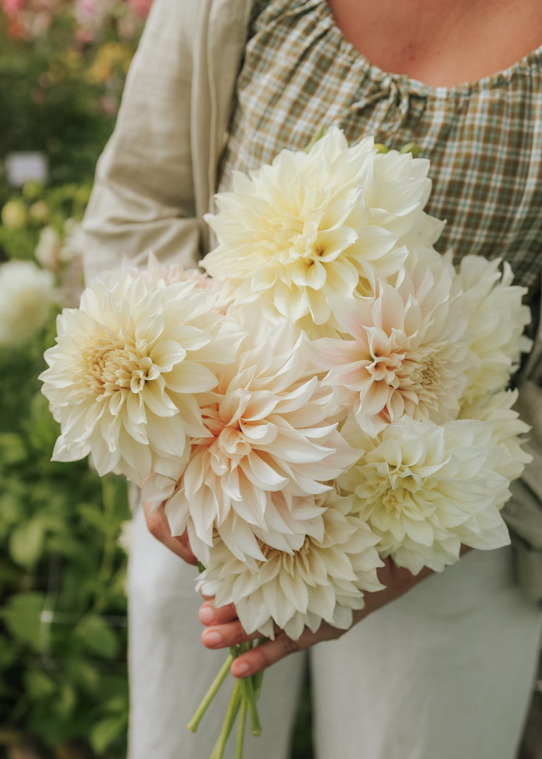 Dahlie - Café Aut Lait Supreme - Kaufe Knollen online – Florea Garden
