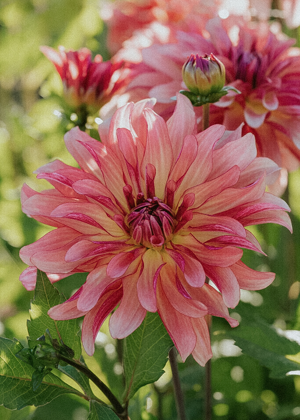Dahlie - Dutch Delight - Knollen online kaufen – Florea Garden
