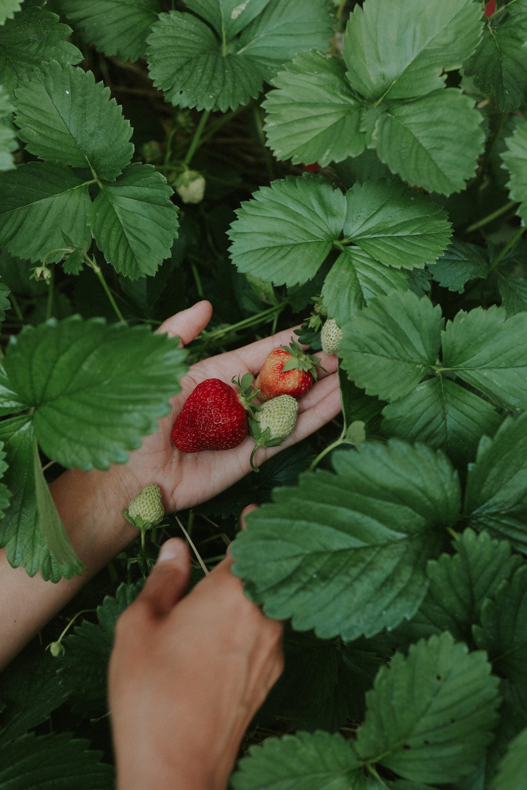 Graines Fraise - Grandian F1 - acheter des graines en ligne – Florea Garden