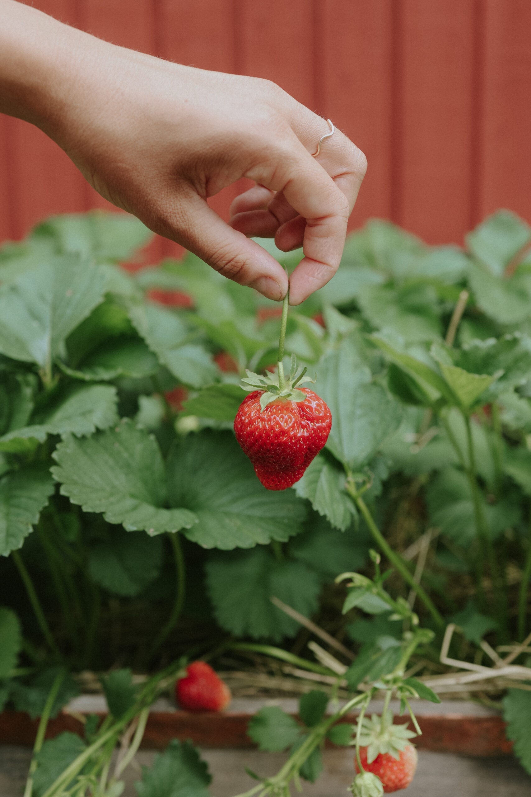 Graines Fraise - Grandian F1 - acheter des graines en ligne – Florea Garden