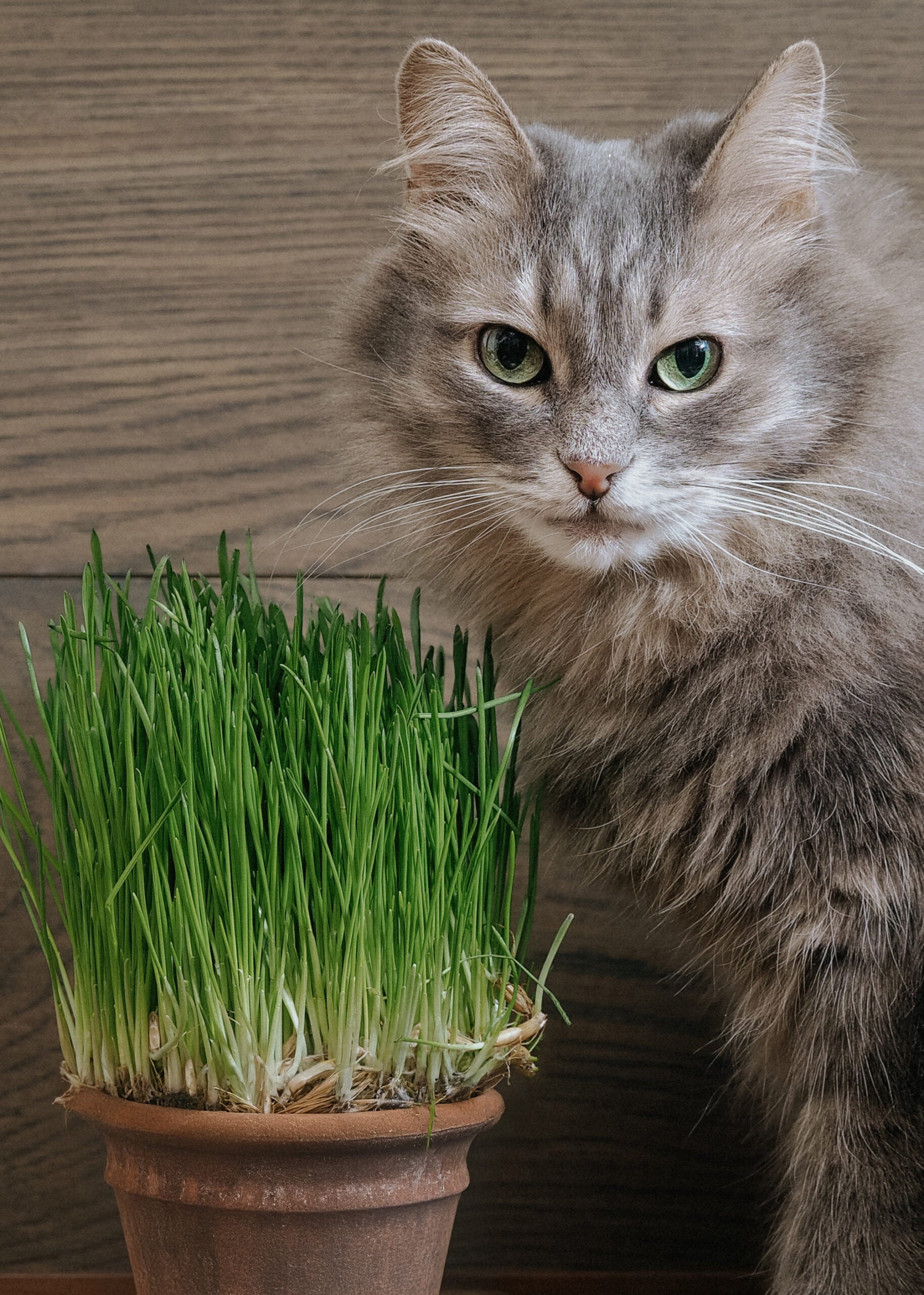 Cat Grass seeds - Cat Grass - buy seeds online – Florea Garden