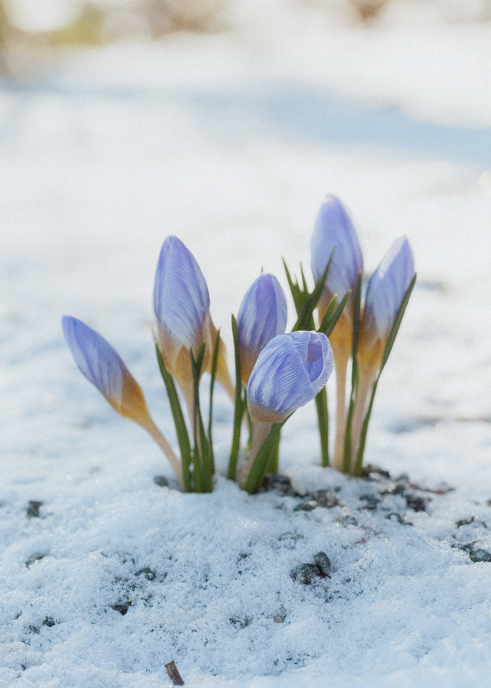 Crocus - Blue Pearl - buy flower bulbs online – Florea Garden
