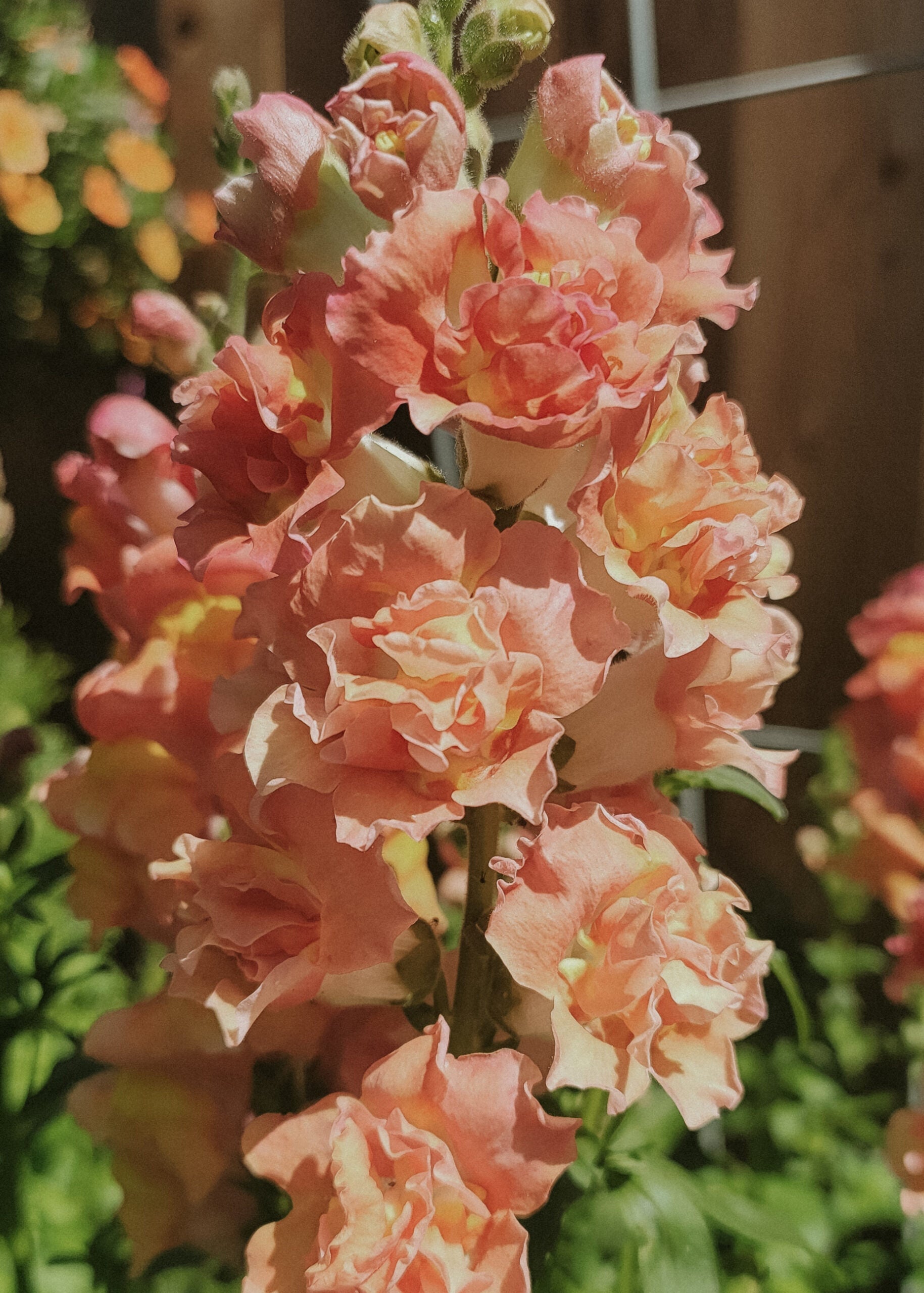 Seeds snapdragon - Doubleshot Peach - buy seeds online – Florea Garden