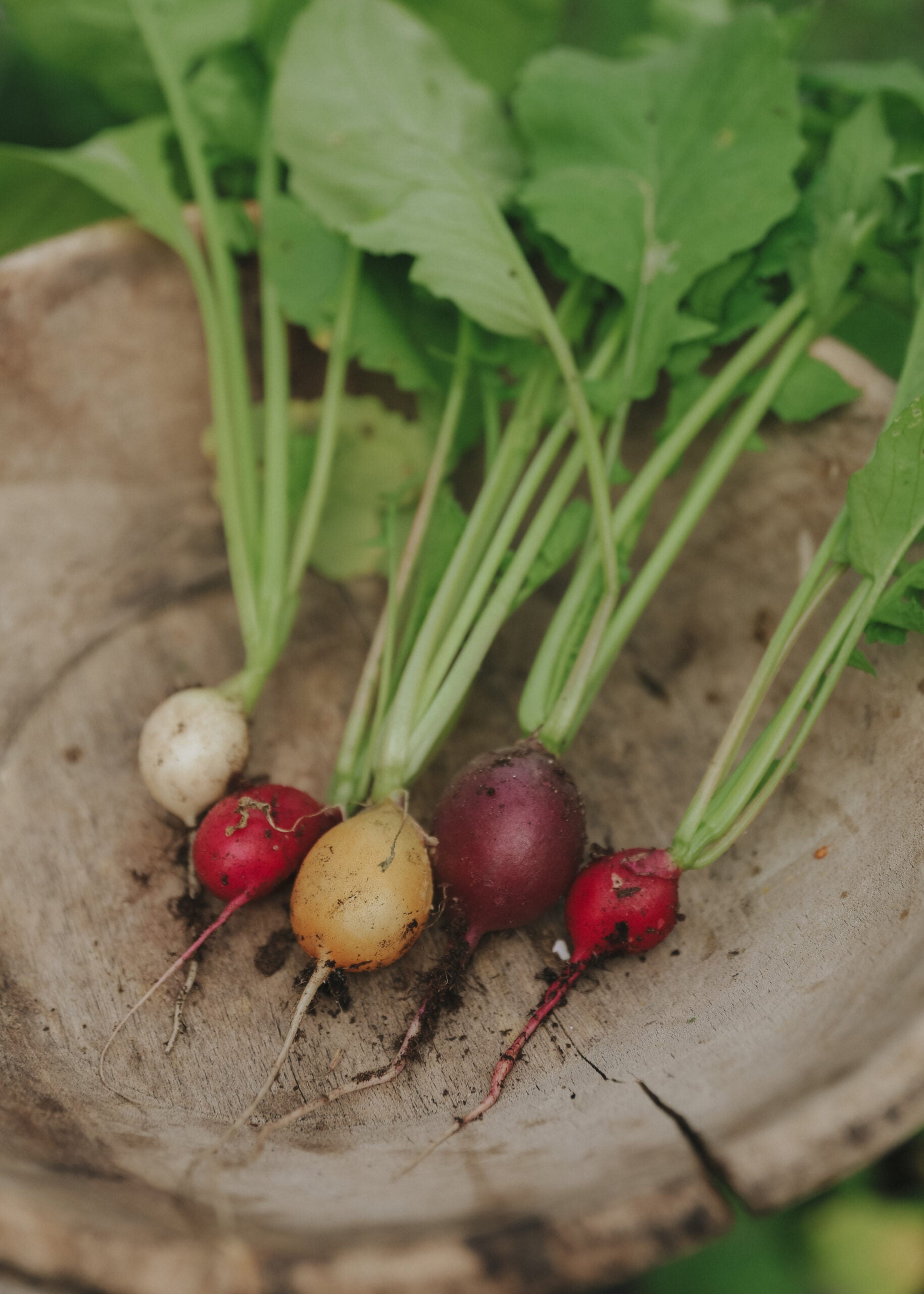 Seeds Radish - Rainbow Color Mix - buy seeds online – Florea Garden