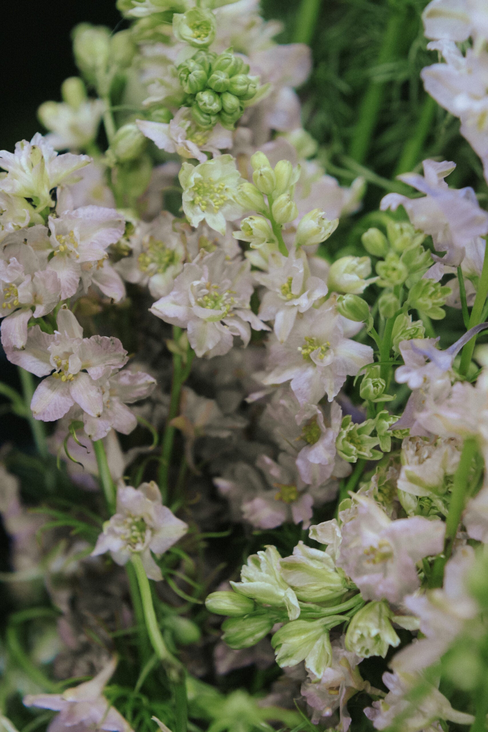 Larkspur seeds - Fancy Smoke Eyes - buy seeds online – Florea Garden