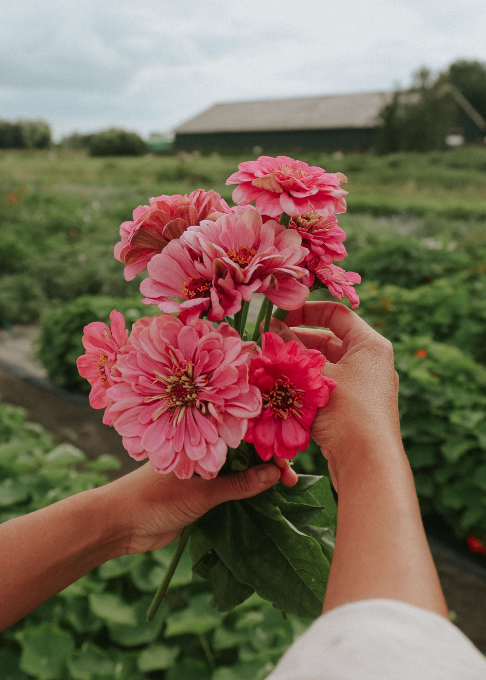 Fröer Zinnia - Dahl Luminosa - köp fröer online – Florea Garden