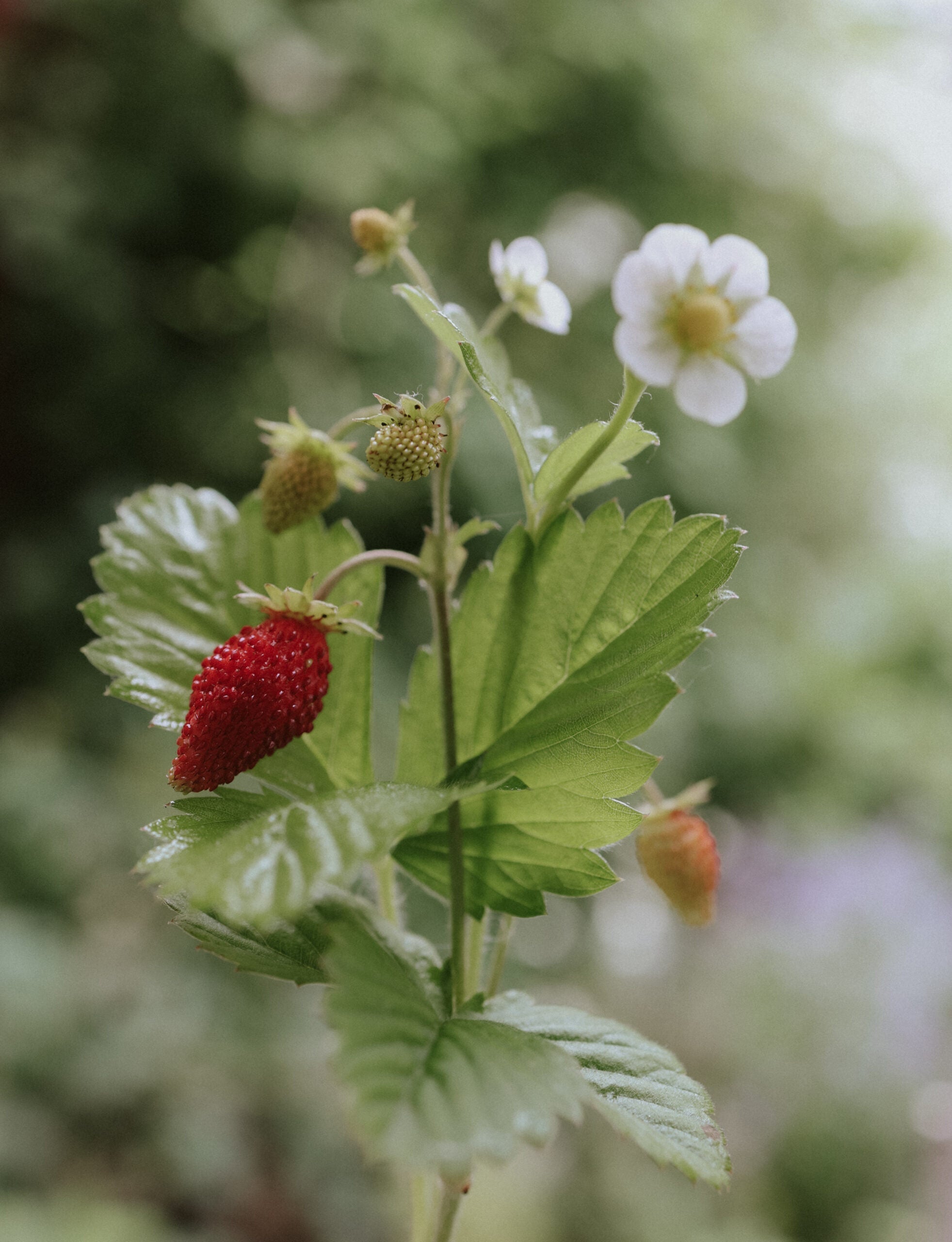 Wild Strawberry - Baron von Solemacher - buy seeds online – Florea Garden