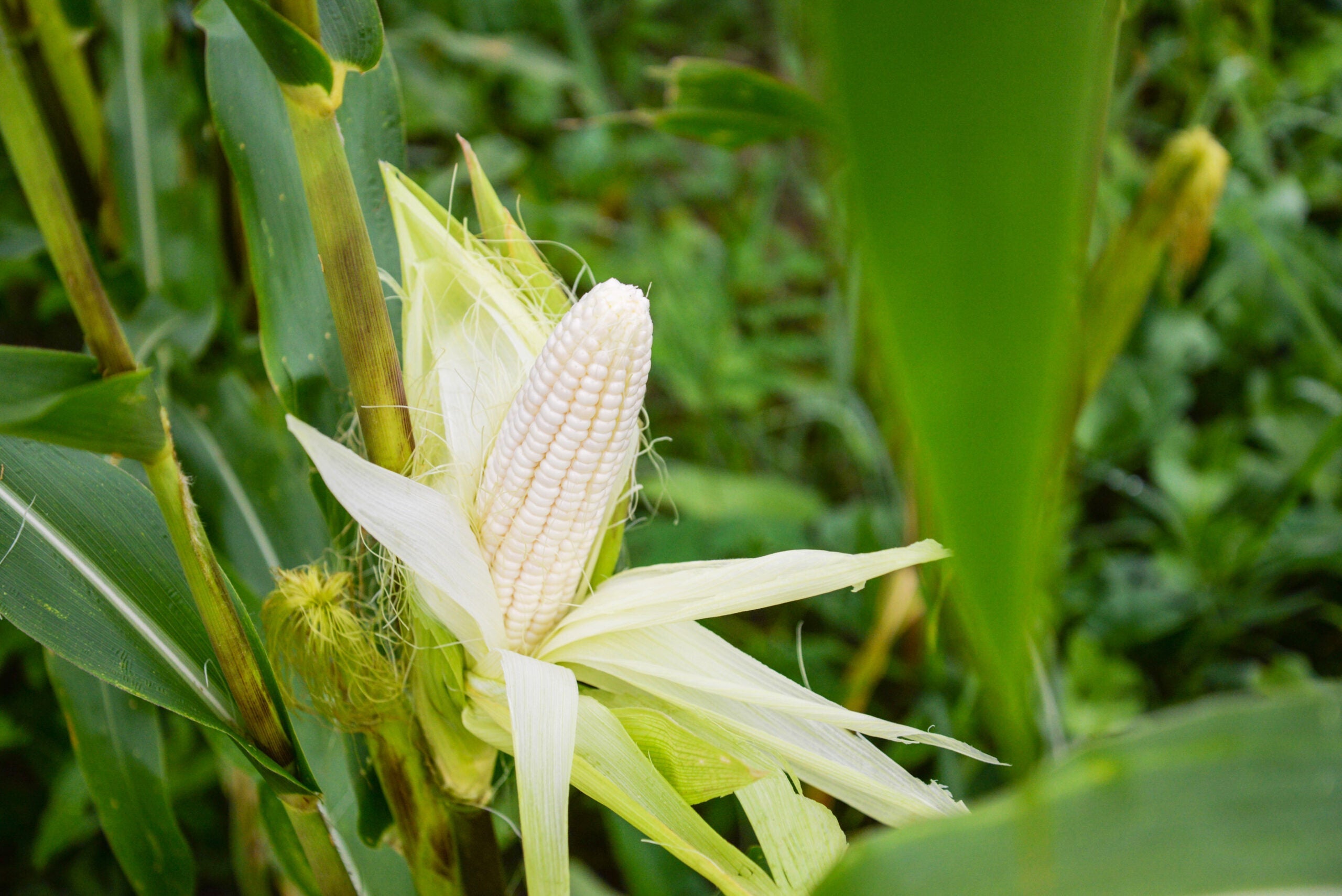 Sweetcorn seeds - White Sweet Corn Glacial - buy seeds online – Florea ...