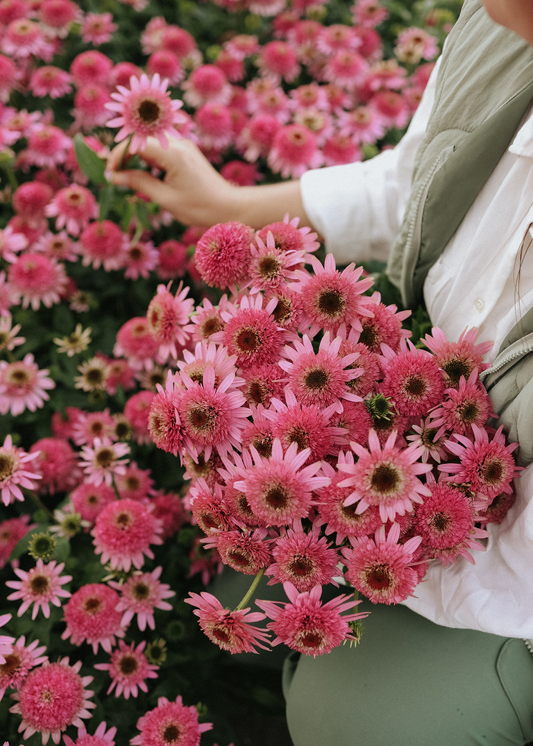 Köp Solhatt - Butterfly Kisses - online. – Florea Garden