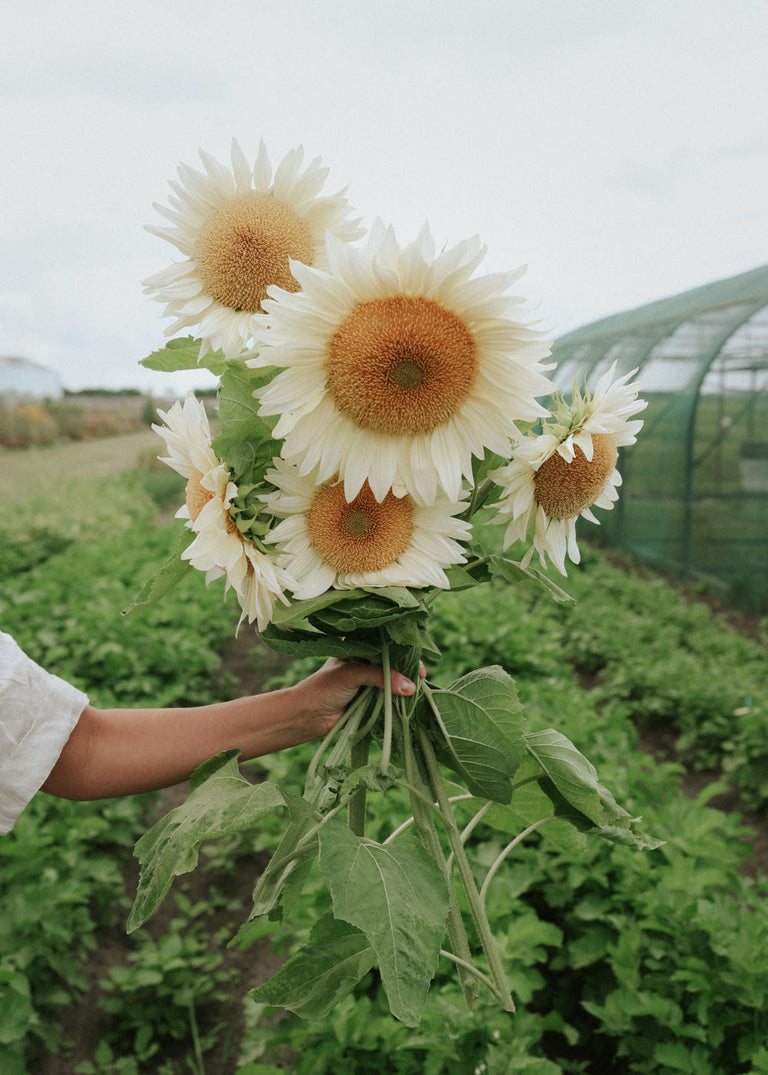Seeds online - your seed store online – Florea Garden