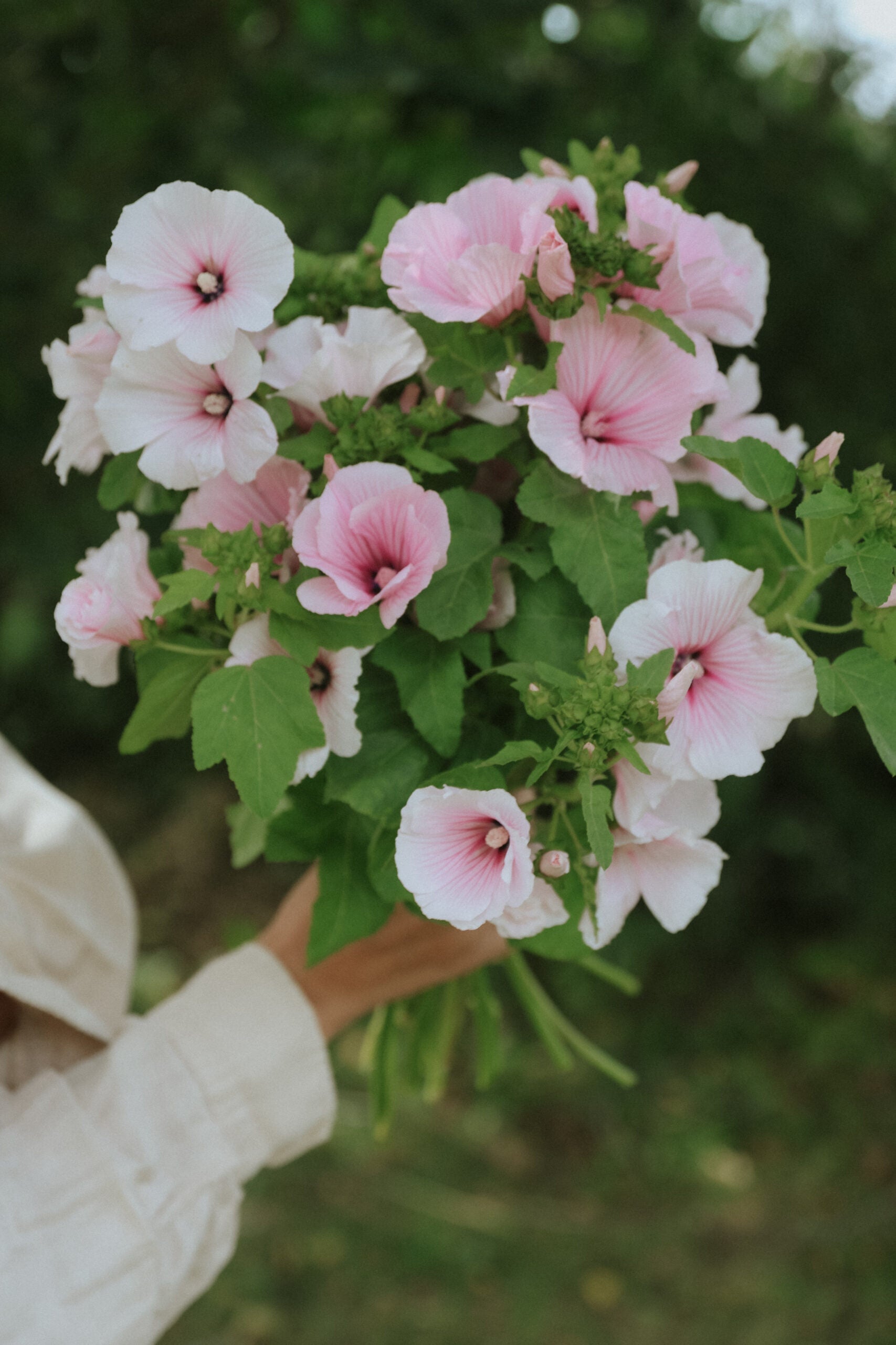 Graines de Mauve - Dwarf Pink Blush - acheter des graines en ligne ...