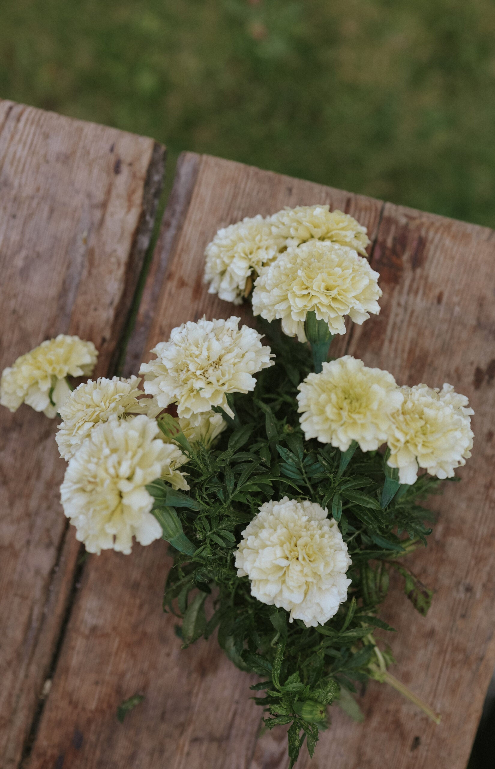 Seeds Tagetes - Vanilla F1 - buy seeds online – Florea Garden