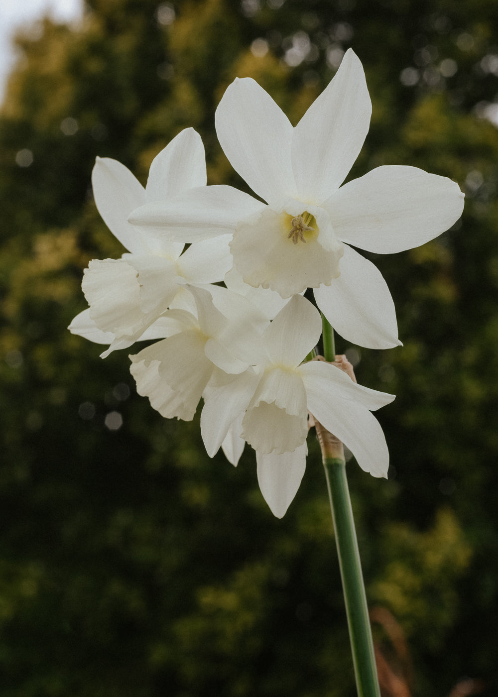 Narcissus - Thalia EKO | Shop bulbs online – Florea Garden