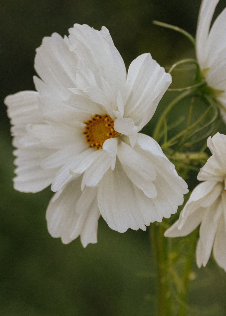 Graines Cosmos - Fizzy White - acheter des graines en ligne – Florea Garden