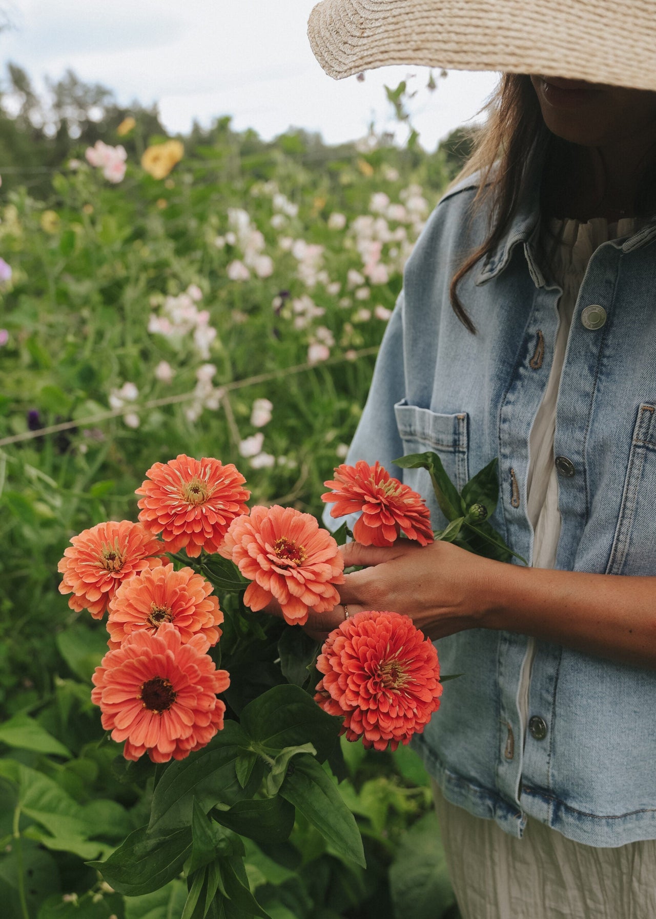 Fröer Zinnia - Benary's Giant Salmon Rose - köp fröer online – Florea ...