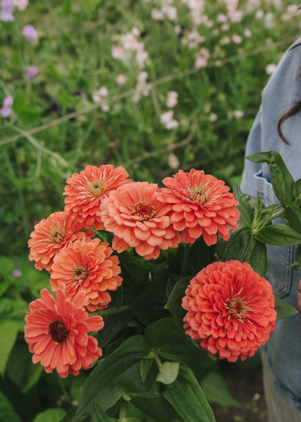 Fröer Zinnia - Benary's Giant Salmon Rose - köp fröer online – Florea ...