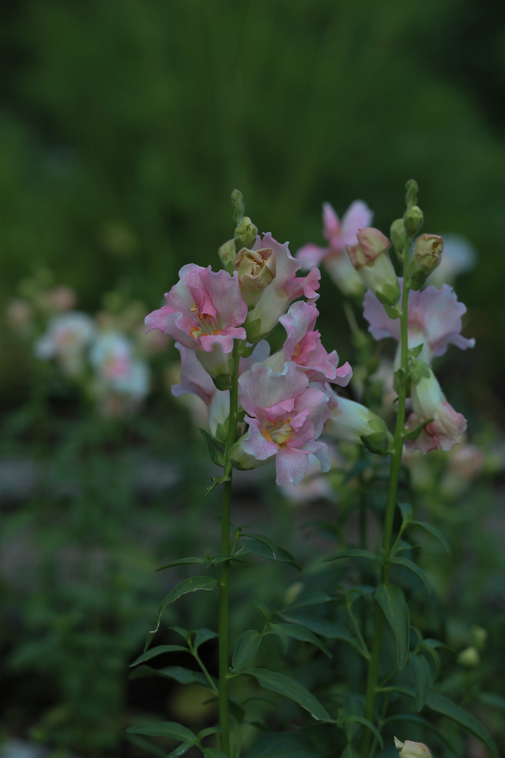 Fröer Lejongap - Doubleshot Appleblossom - köp fröer online – Florea Garden